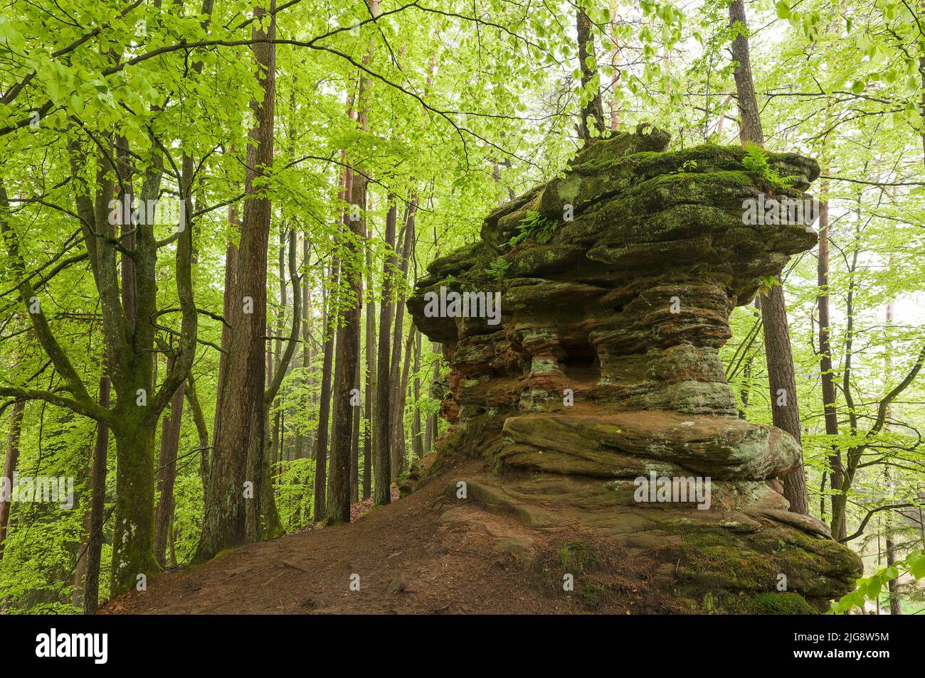 Rocce di arenaria nel dahner felsenland immagini e fotografie stock ad ...