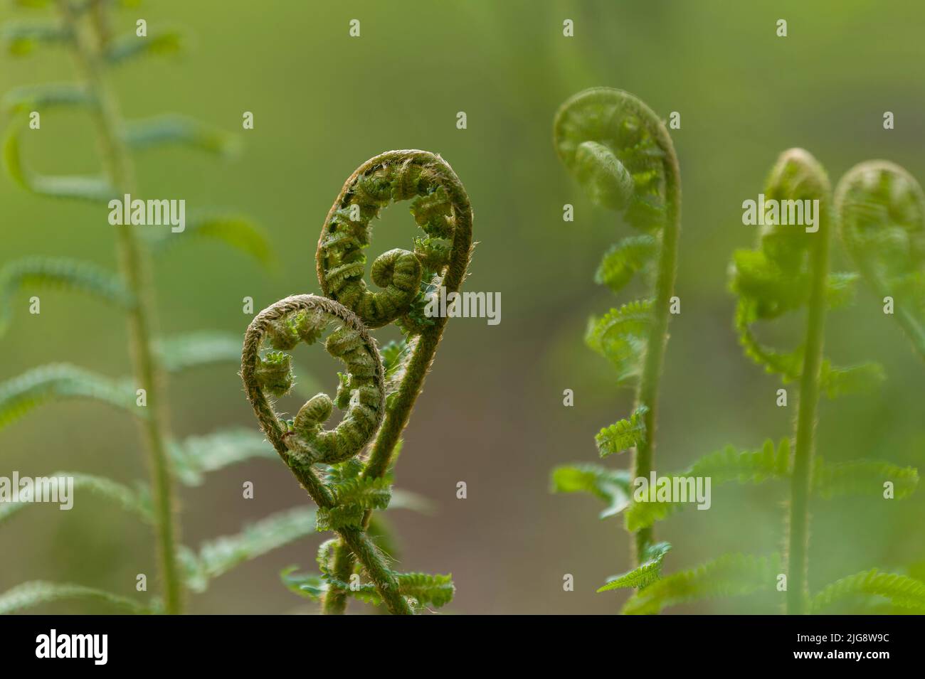 Srotolare germogli di giovani piante di felce immagini e fotografie ...