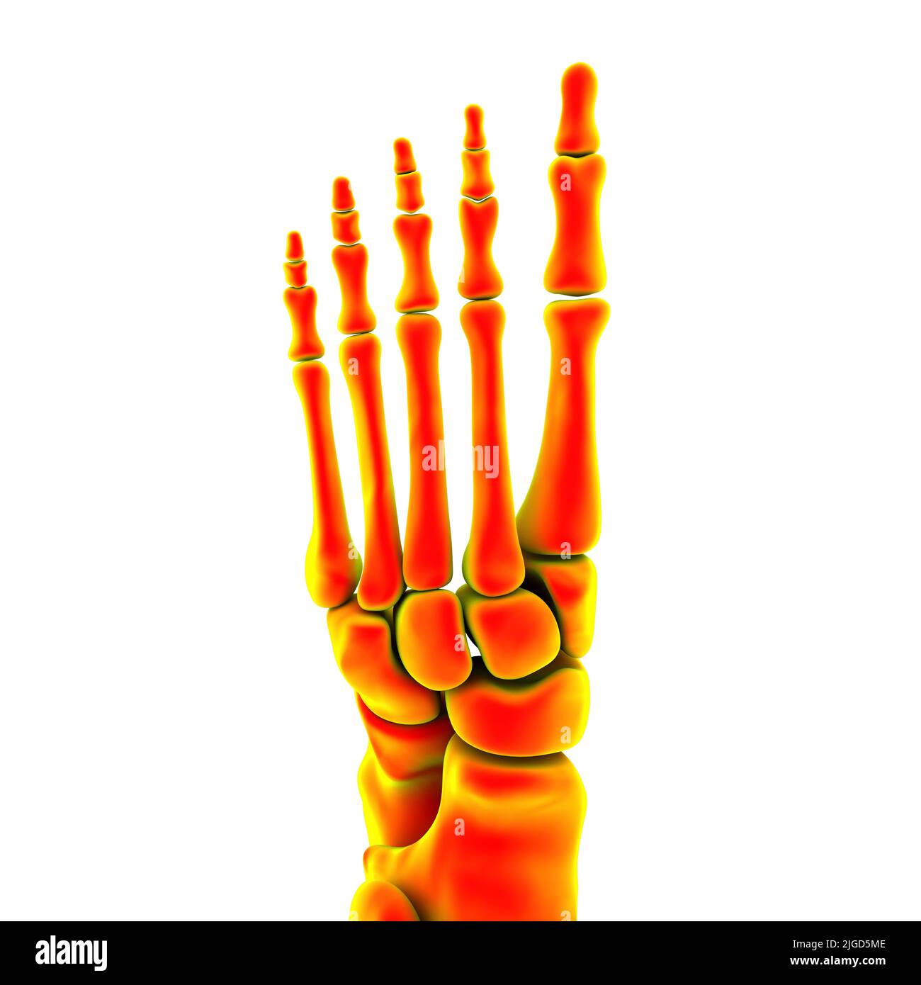 Anatomia dell'osso della tibia immagini e fotografie stock ad alta ...