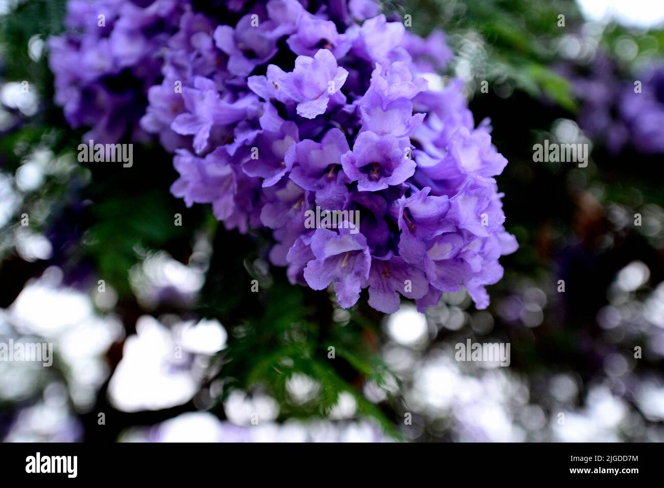 Paisajes flora y fauna immagini e fotografie stock ad alta risoluzione ...