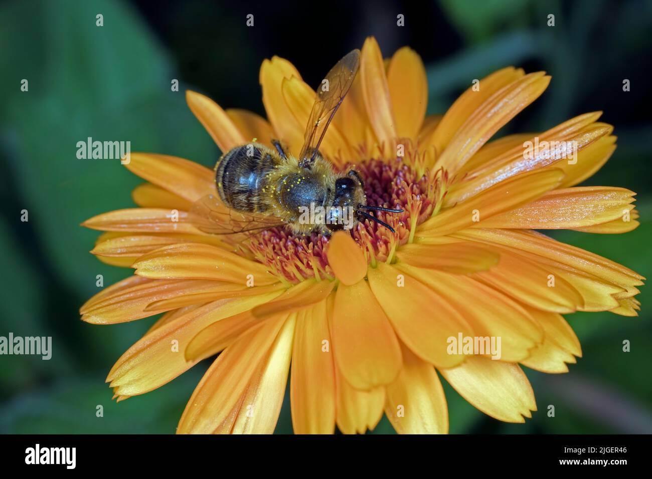 Polline per le api immagini e fotografie stock ad alta risoluzione - Alamy
