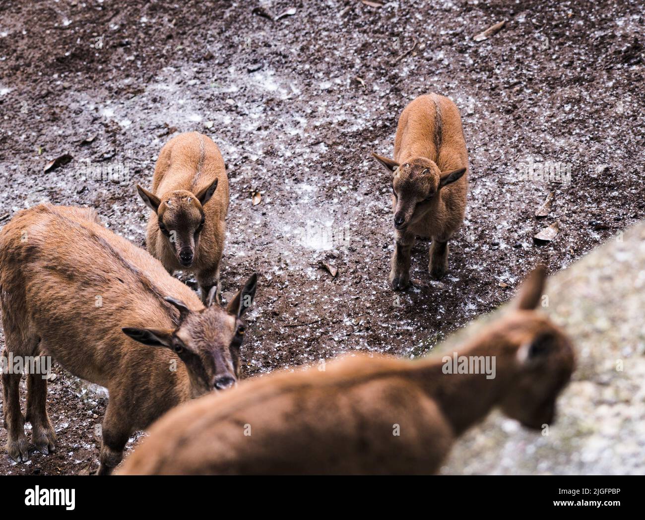 Specie di capra di grandi dimensioni immagini e fotografie stock ad ...