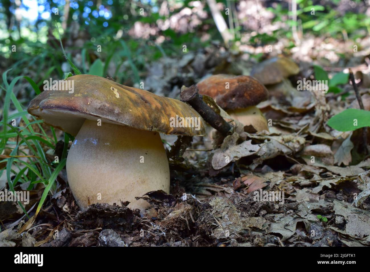 Funghi porcini che crescono in un campo immagini e fotografie stock ad ...