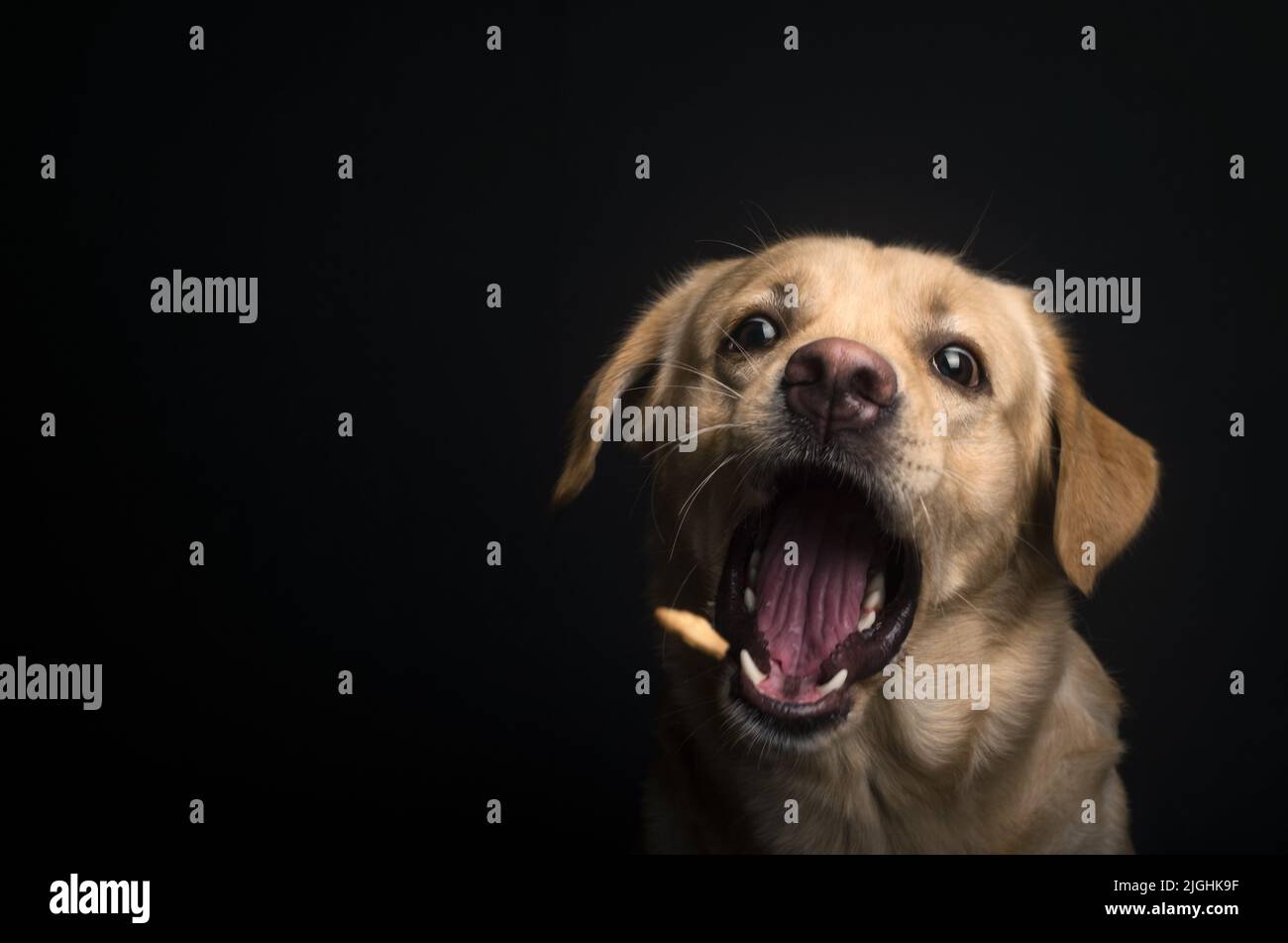 Fotografia in studio di un labrador immagini e fotografie stock ad alta ...
