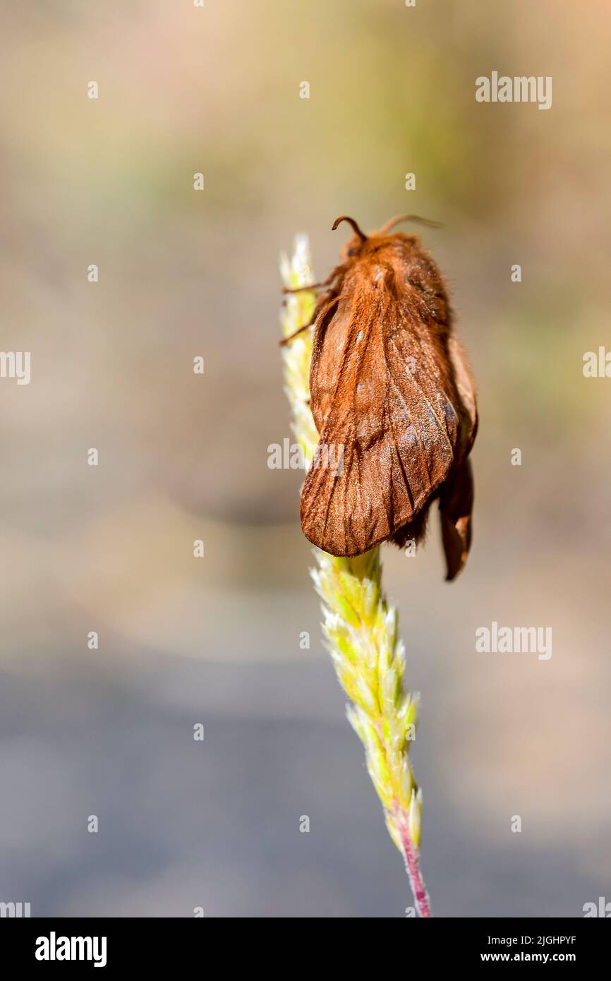Familie lasiocampidae immagini e fotografie stock ad alta risoluzione ...