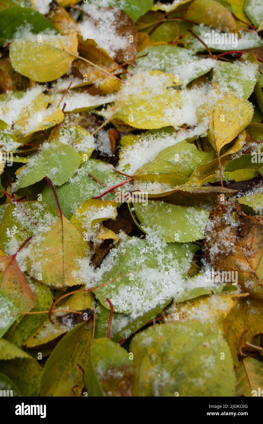 Foglie di lelliw immagini e fotografie stock ad alta risoluzione - Alamy