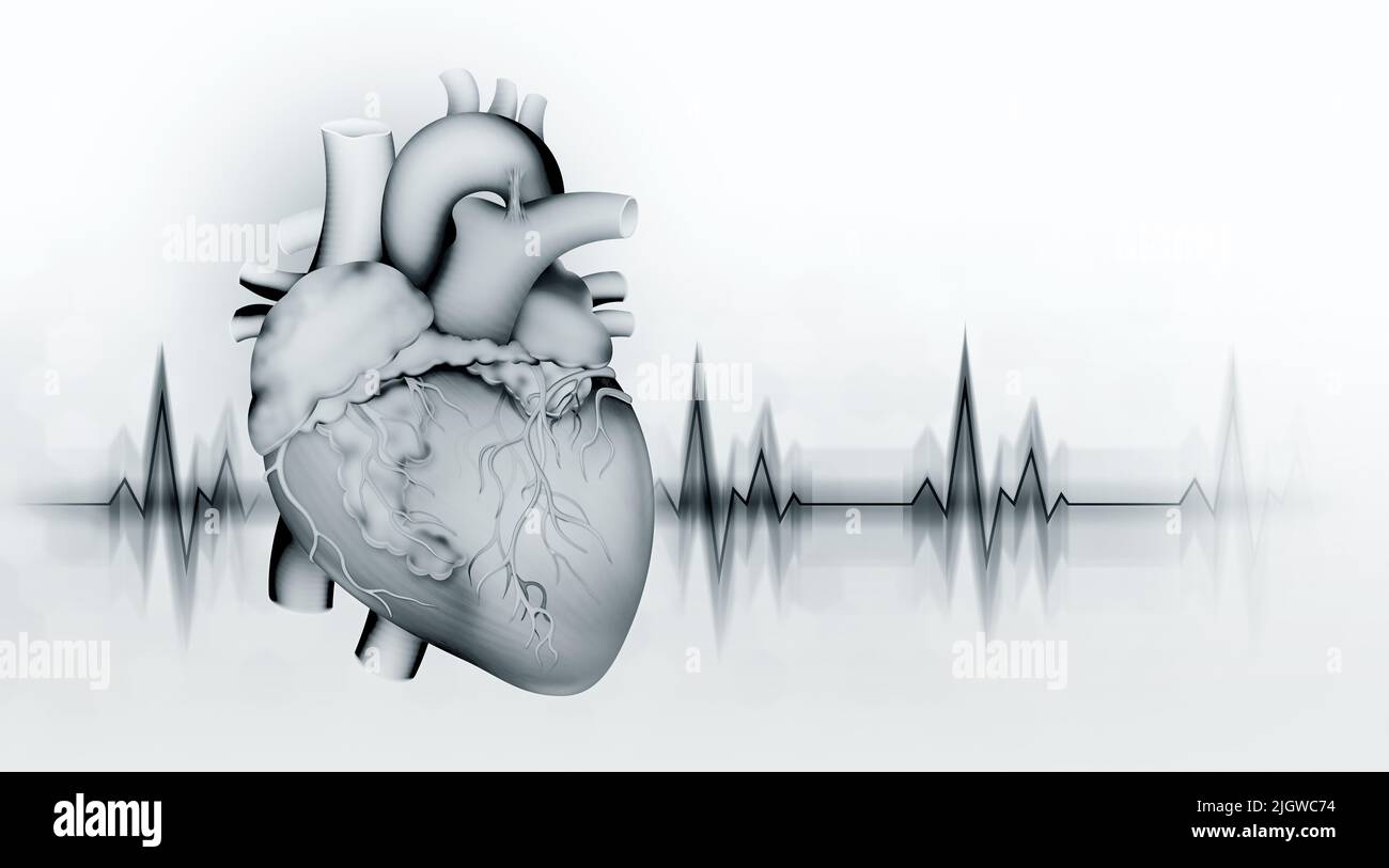 Allenamento cardio. Anatomia del cuore umano. Illustrazione di cuore ...