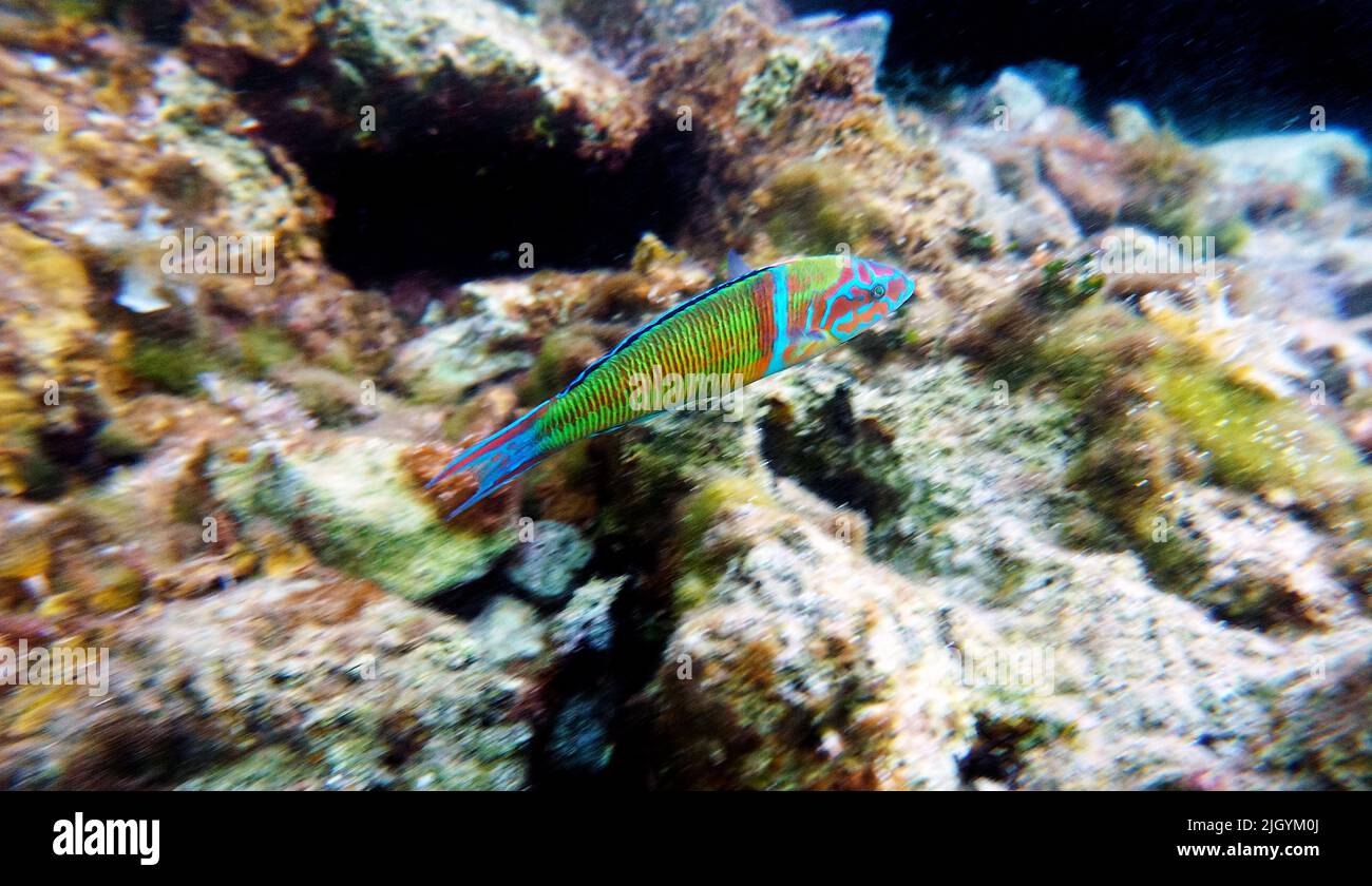 Pesce colorato del mar mediterraneo immagini e fotografie stock ad alta ...