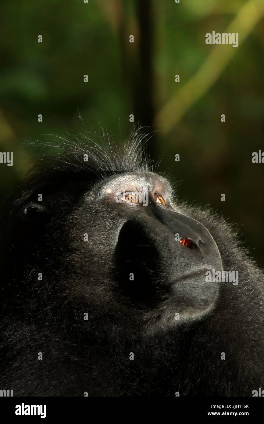 Ritratto di un macaco nero crestato Celebes (Macaca nigra) in habitat ...