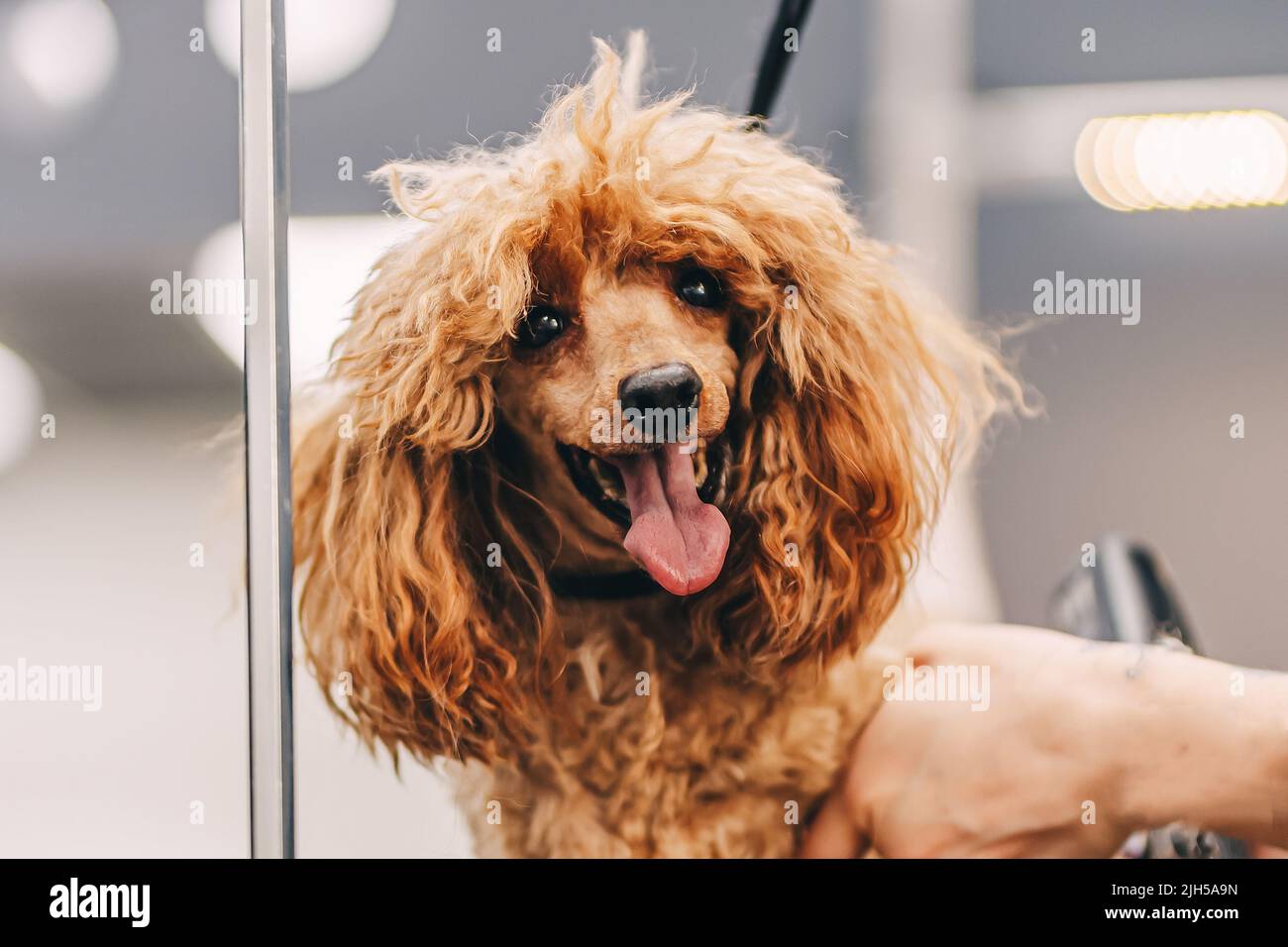 Poodle groomer grooming table immagini e fotografie stock ad alta ...