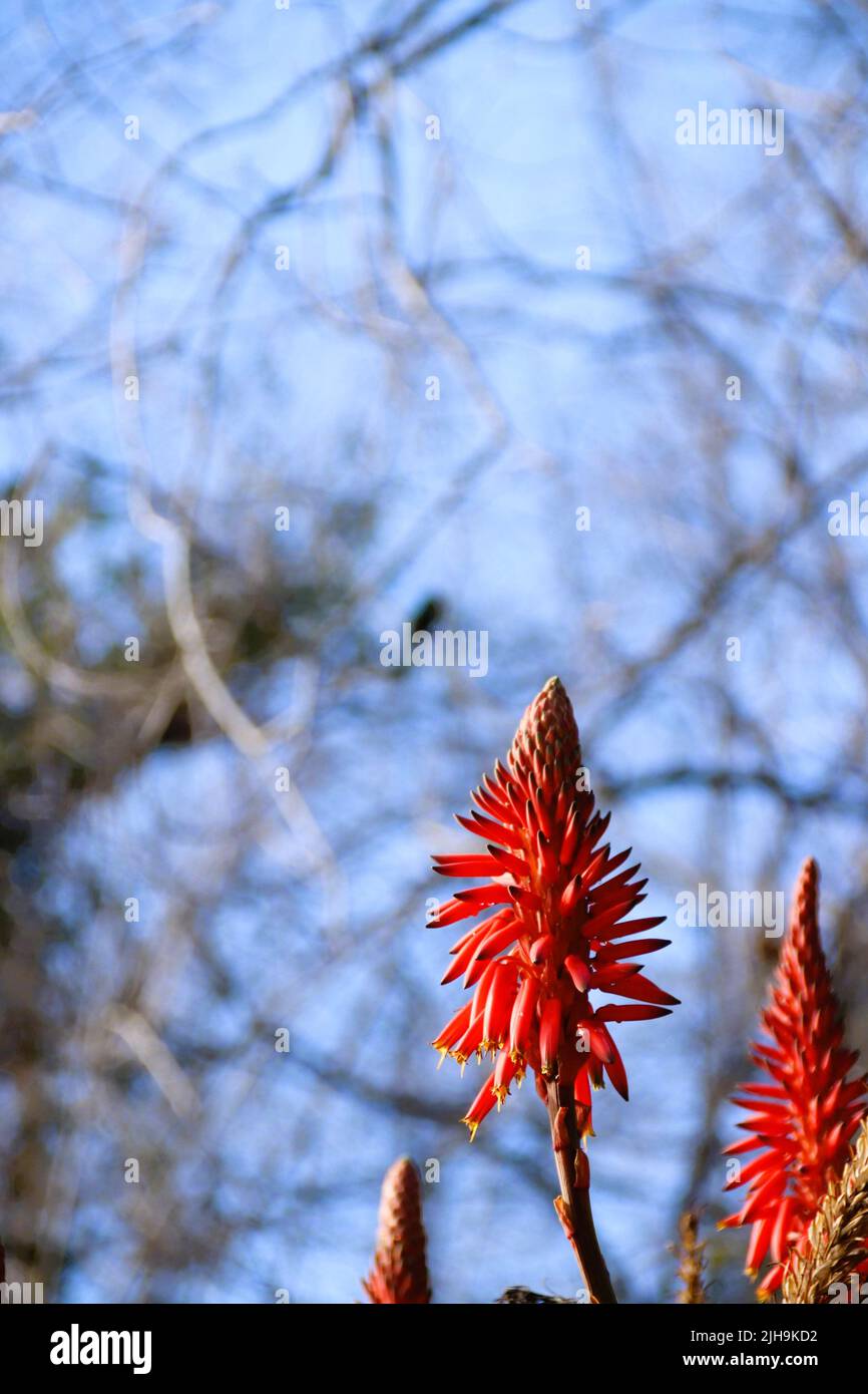 Fiore di aloe vera immagini e fotografie stock ad alta risoluzione - Alamy