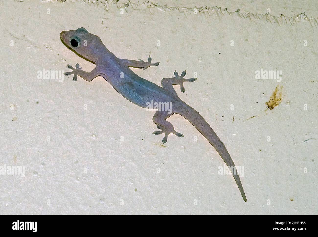 Common house gecko immagini e fotografie stock ad alta risoluzione - Alamy