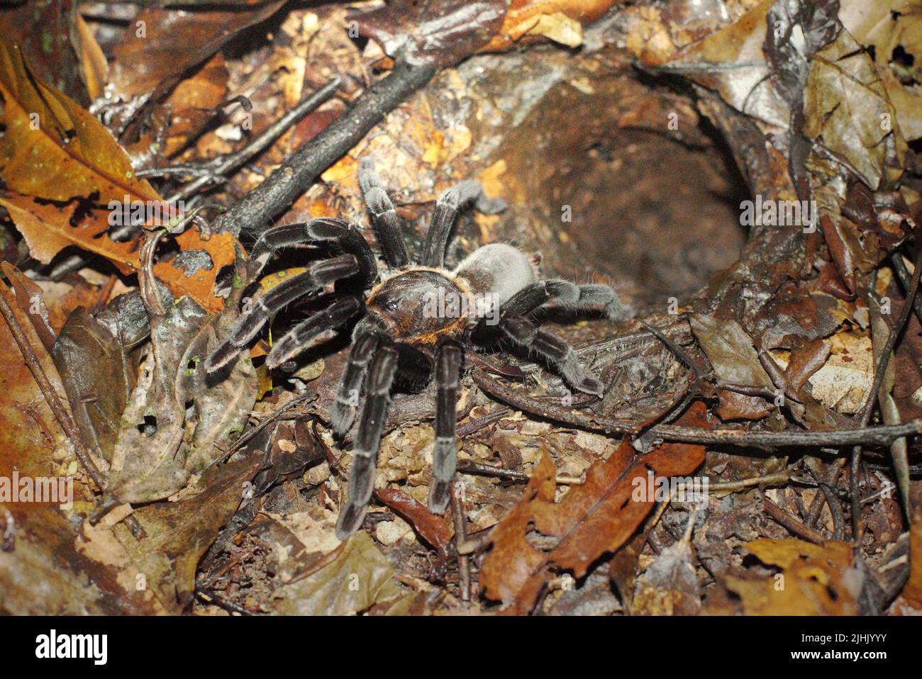 La tarantola nera Borneo fuori dal suo burrow sul pavimento della foresta pluviale nel Parco ...