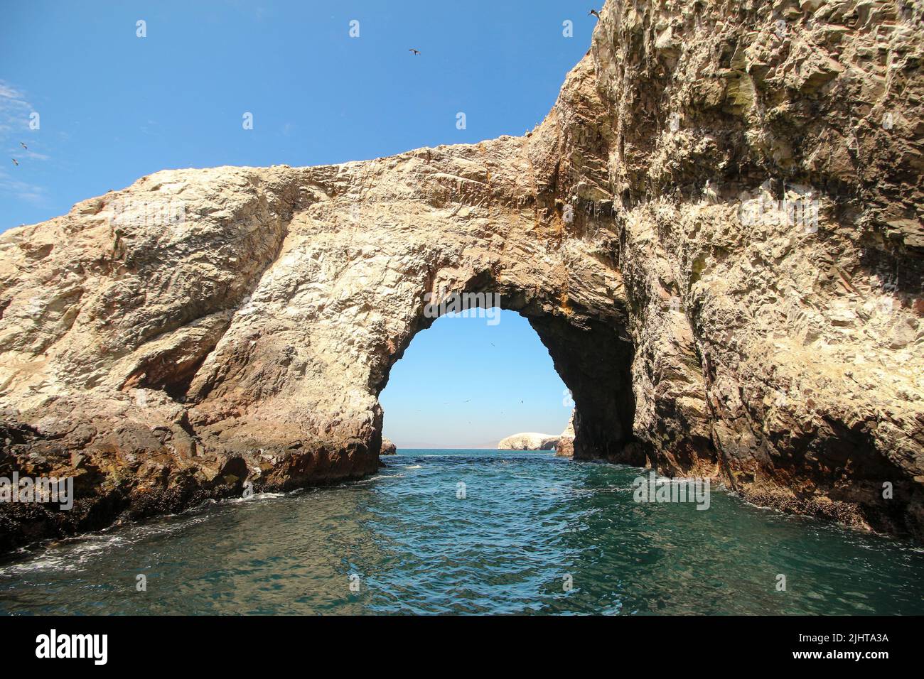 Fauna paracas immagini e fotografie stock ad alta risoluzione - Alamy