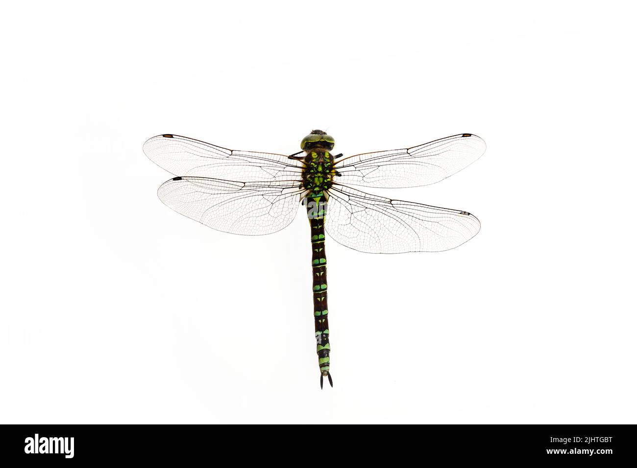 Sfondo bianco libellula immagini e fotografie stock ad alta risoluzione ...