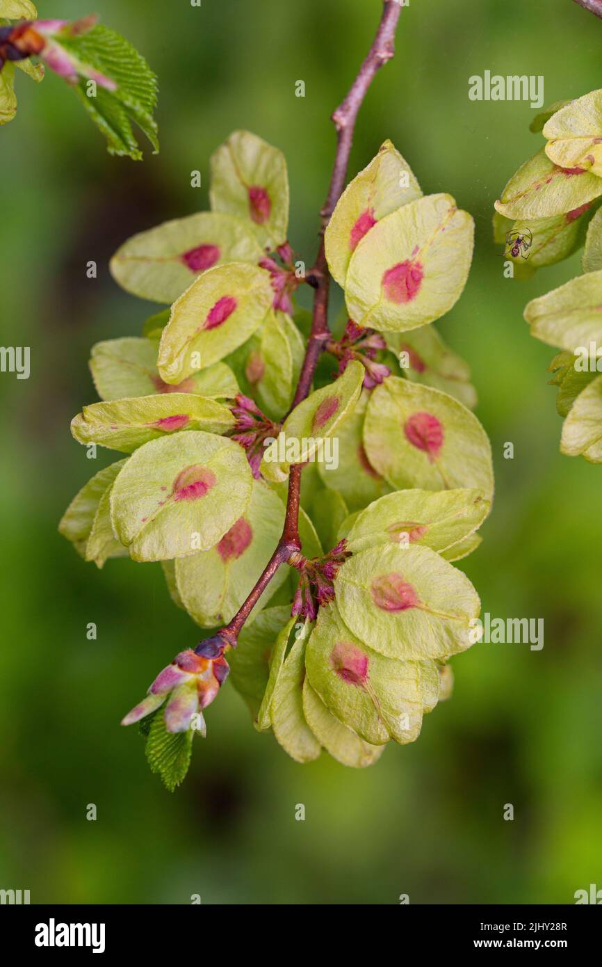 Frutti di samara immagini e fotografie stock ad alta risoluzione - Alamy