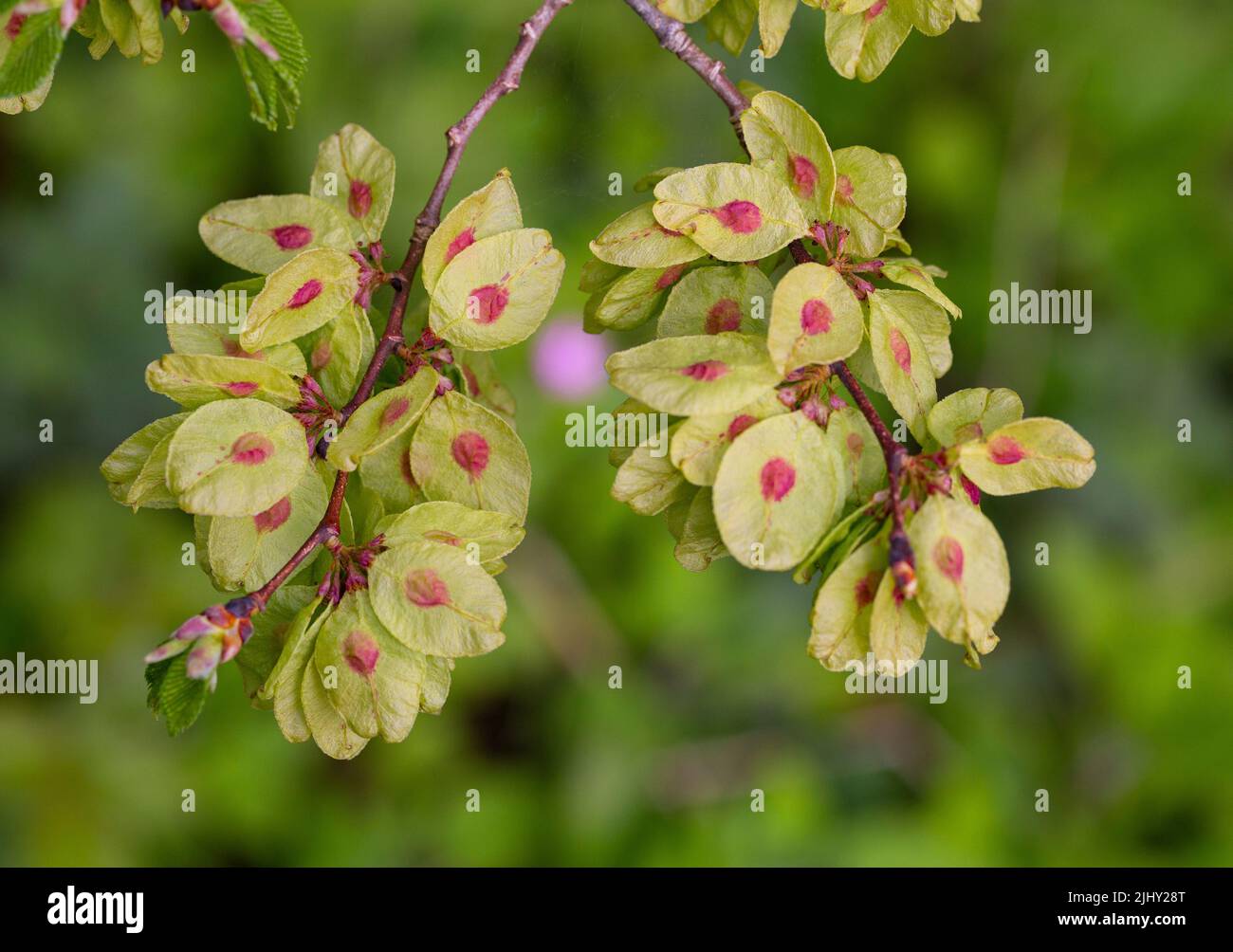 Frutti di samara immagini e fotografie stock ad alta risoluzione - Alamy