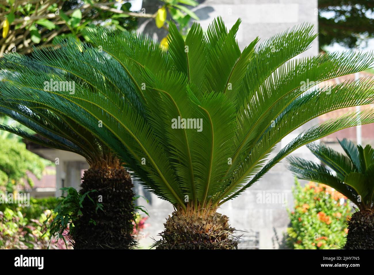 Cycas revoluta (pakis haji, Cycas revoluta, Sotetsu, palma di sago, re ...