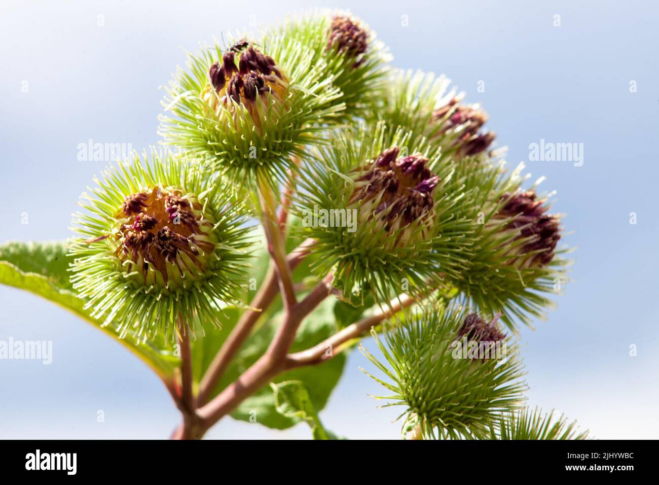 Cardo selvatico spinoso immagini e fotografie stock ad alta risoluzione ...