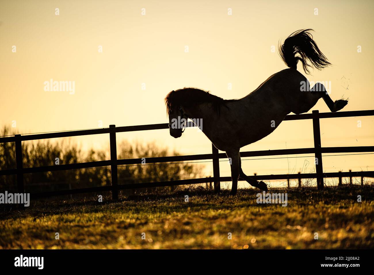 Una sagoma di un cavallo immagini e fotografie stock ad alta ...