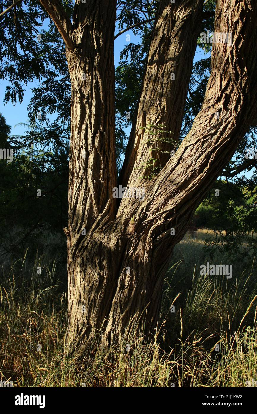L'albero nero della locusta (pseudoacacia di Robinia) comunemente ...