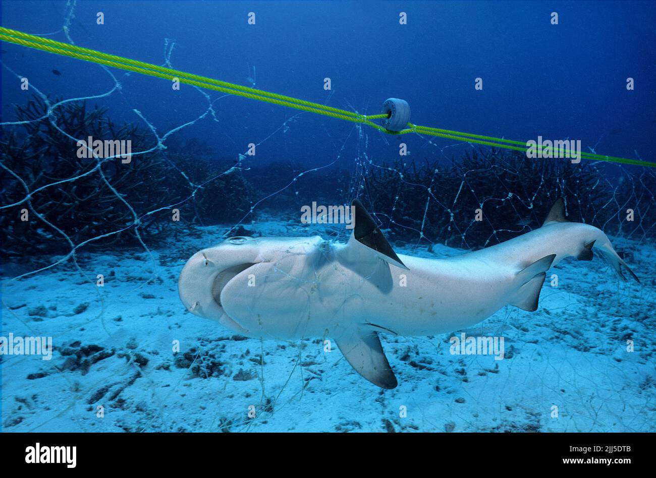 Morte degli squali immagini e fotografie stock ad alta risoluzione - Alamy