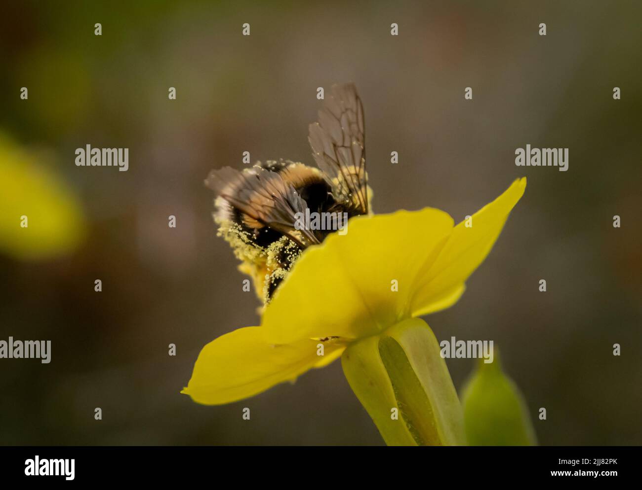 Ape nel centro del fiore immagini e fotografie stock ad alta ...