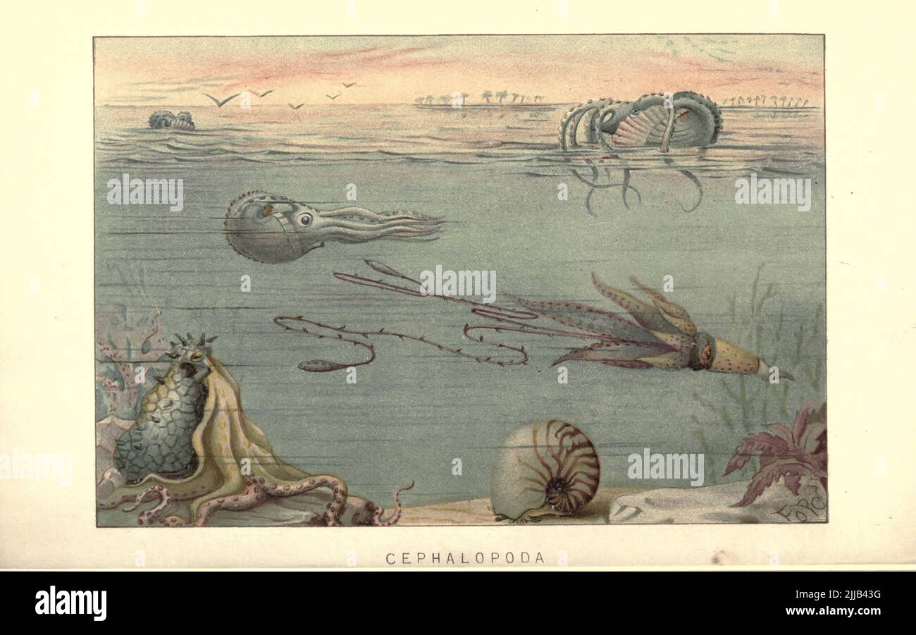 Simmetria bilaterale del corpo immagini e fotografie stock ad alta ...