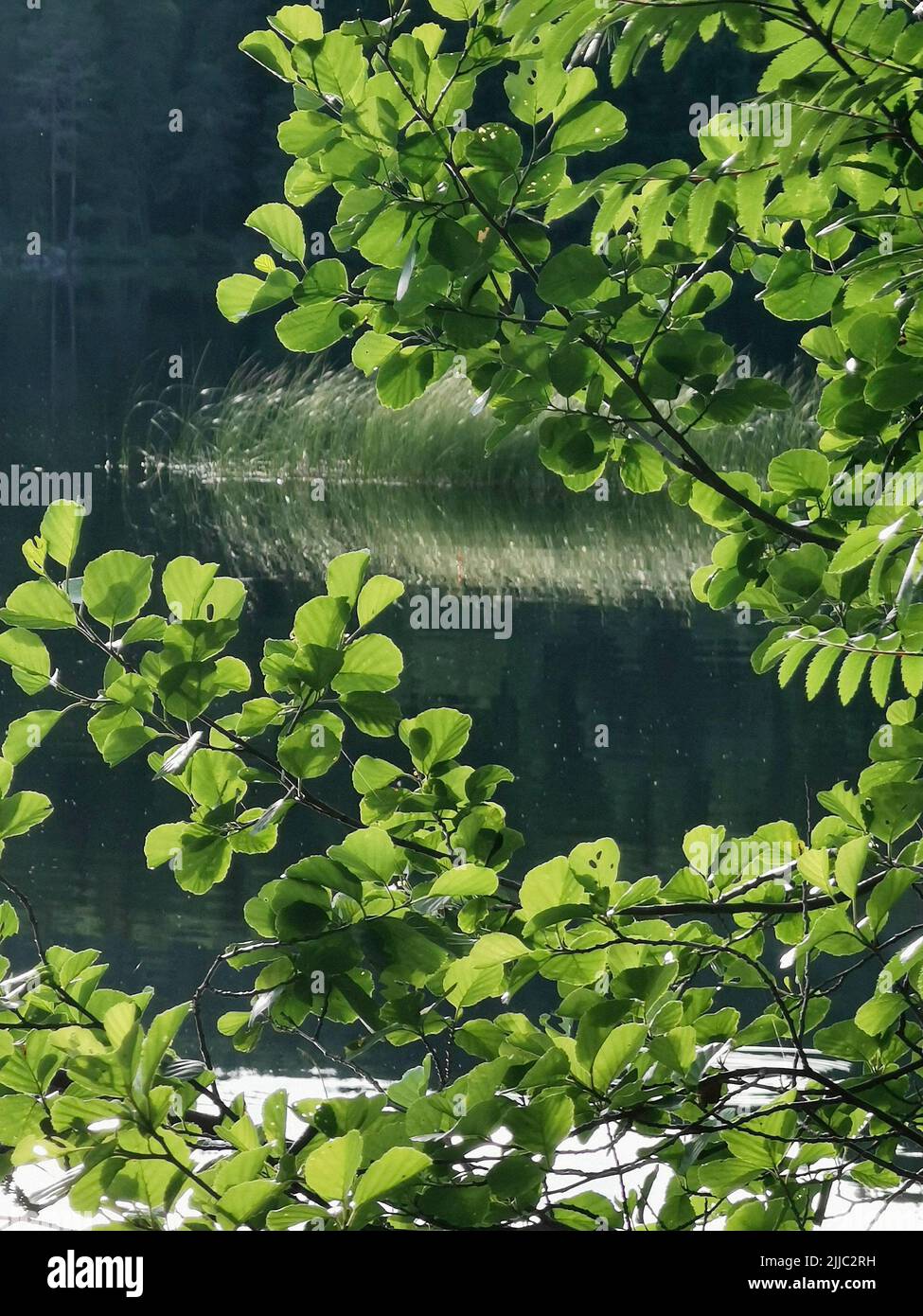 Lago di ontano immagini e fotografie stock ad alta risoluzione - Alamy