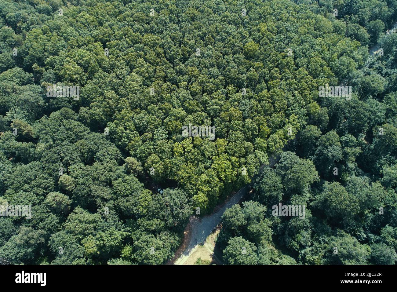 Foresta incline al fuoco immagini e fotografie stock ad alta ...