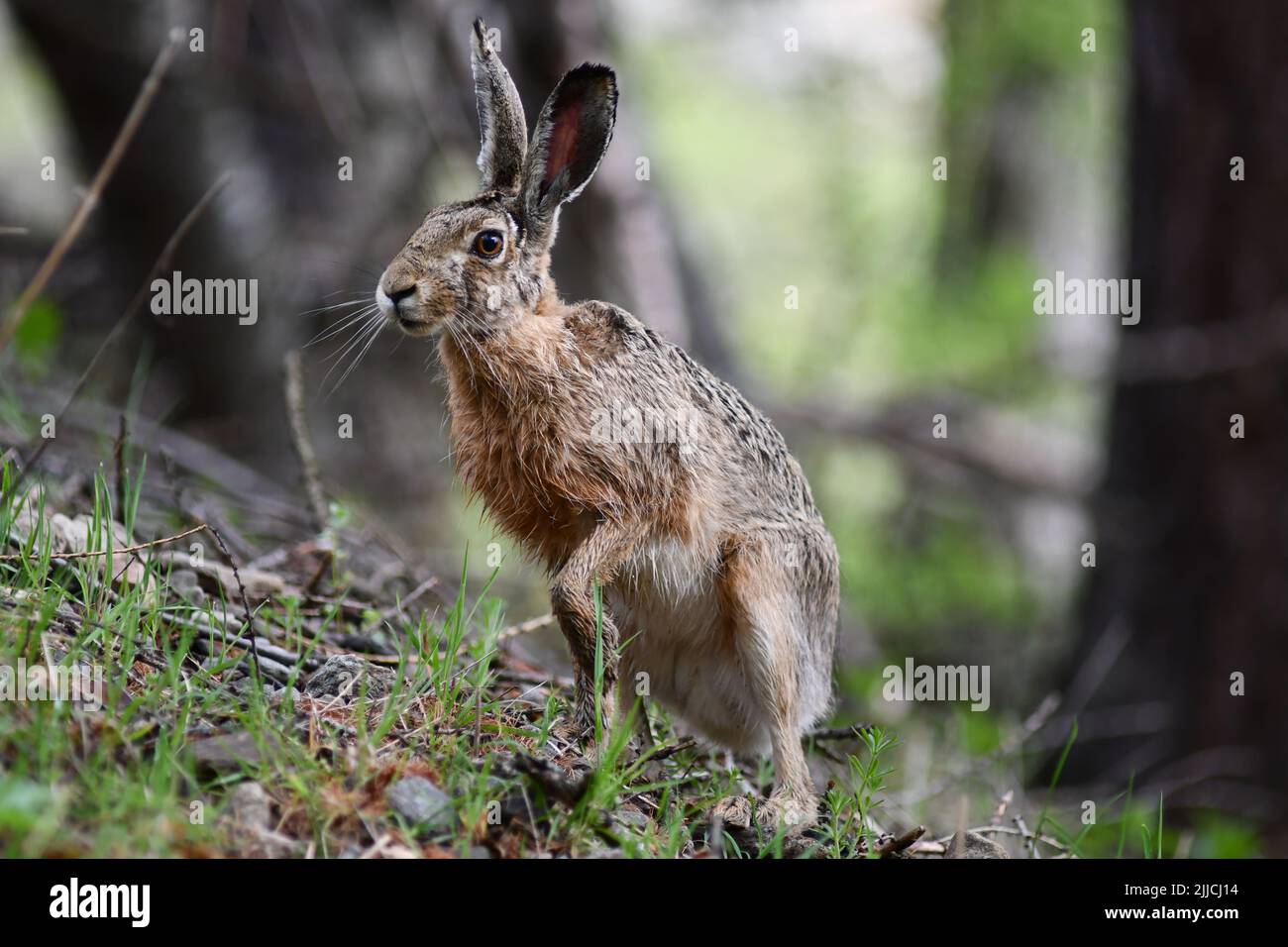 Lepre alpina immagini e fotografie stock ad alta risoluzione - Alamy