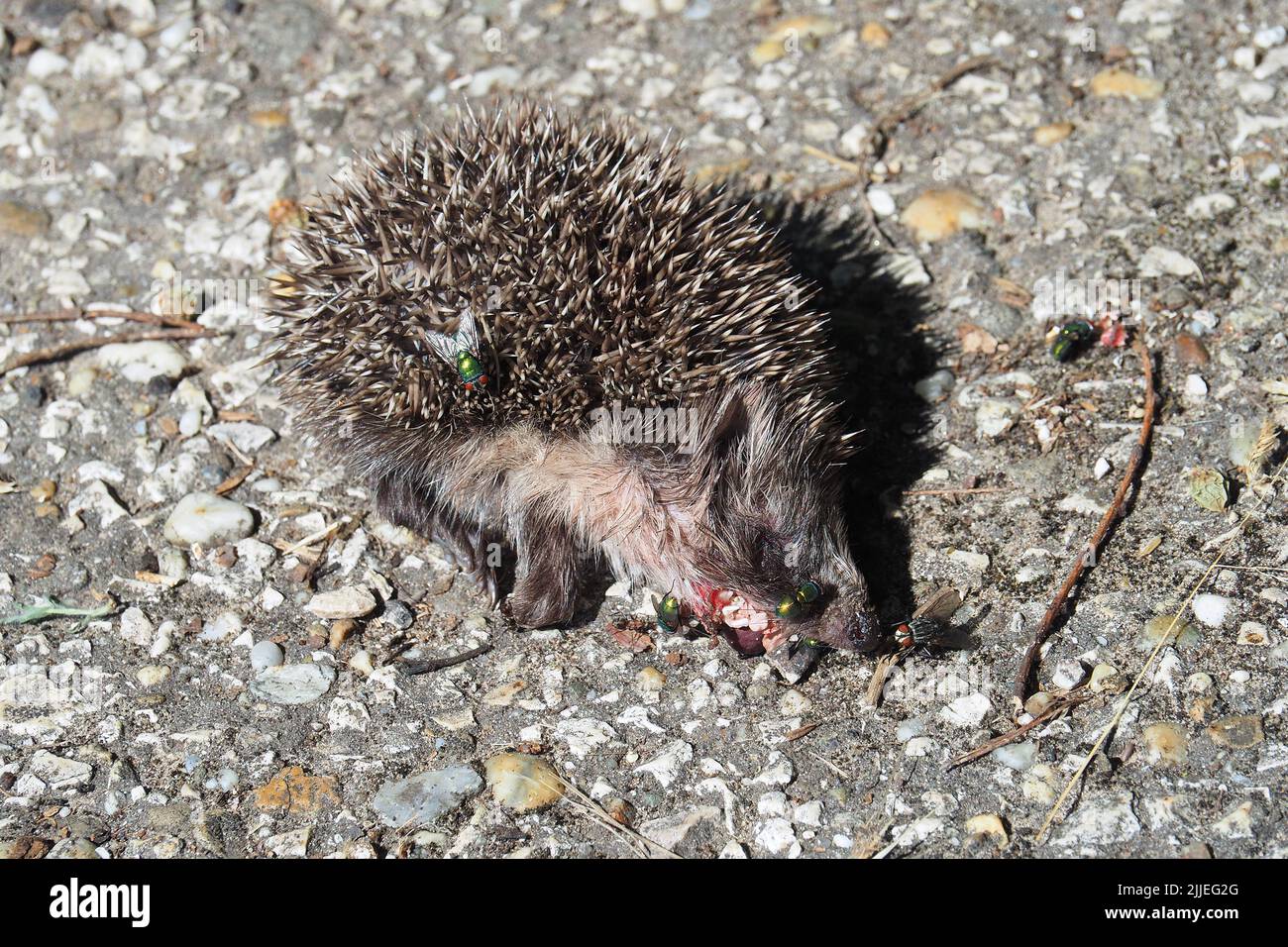 Riccio morto immagini e fotografie stock ad alta risoluzione - Alamy