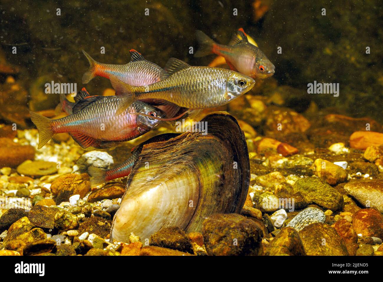 European bitterling immagini e fotografie stock ad alta risoluzione - Alamy