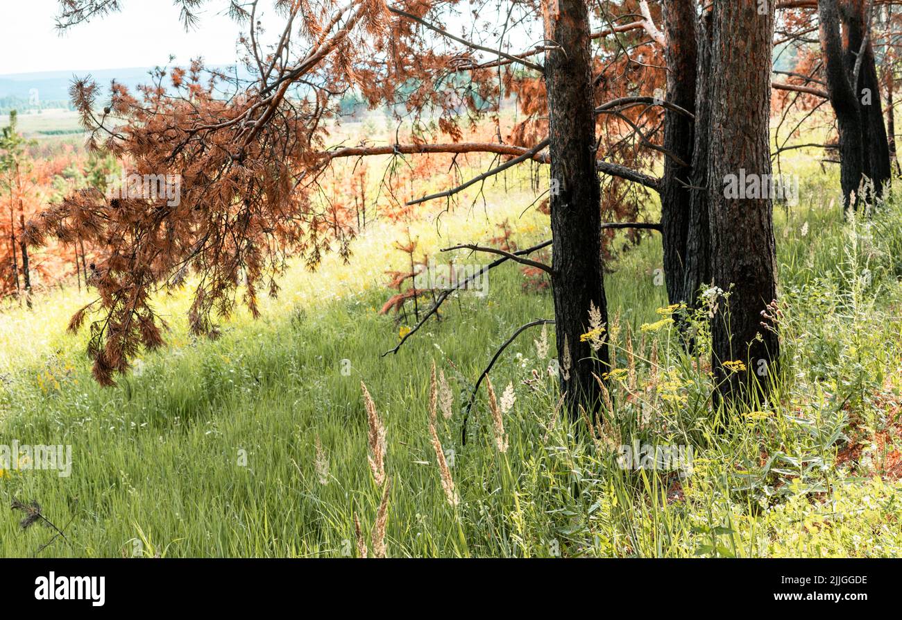 Rami essiccati di pino bruciato in giallo arancio aghi corona dopo il ...