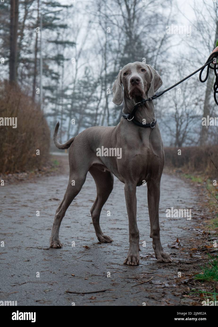 Cane da compagnia weimaraner al guinzaglio immagini e fotografie stock ...