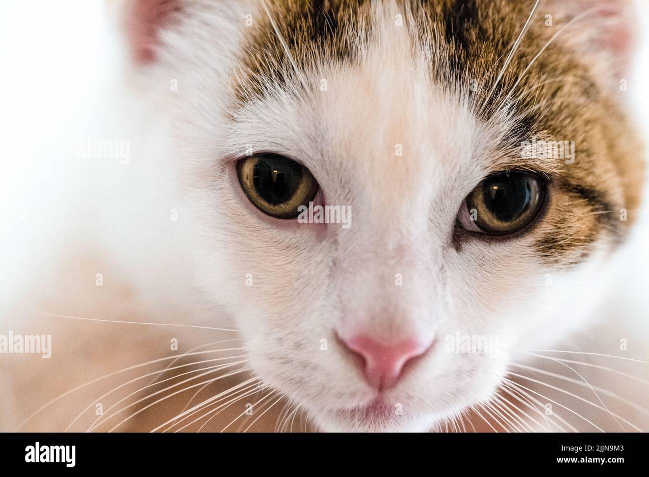 Gatto calico da vicino immagini e fotografie stock ad alta risoluzione ...