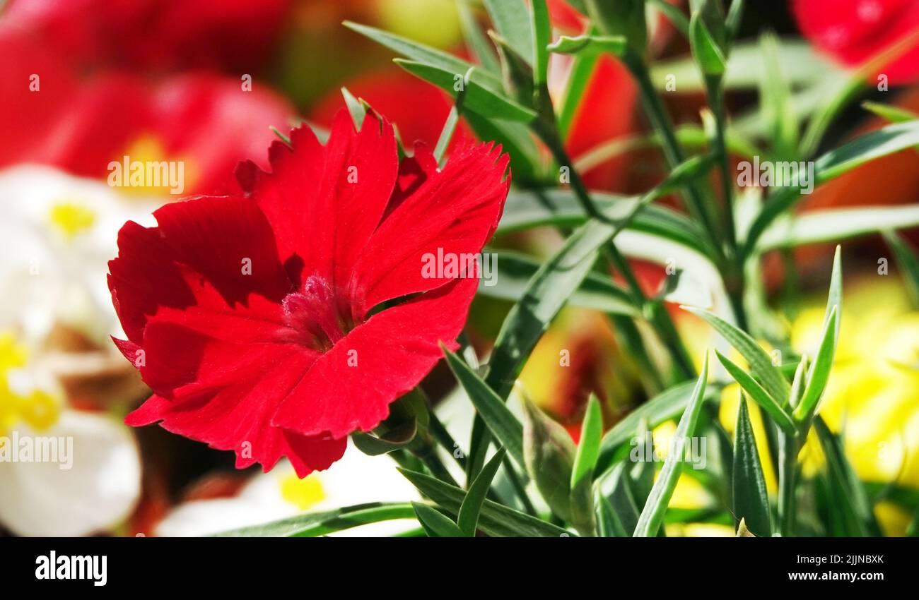 Tipi di gemme immagini e fotografie stock ad alta risoluzione - Alamy