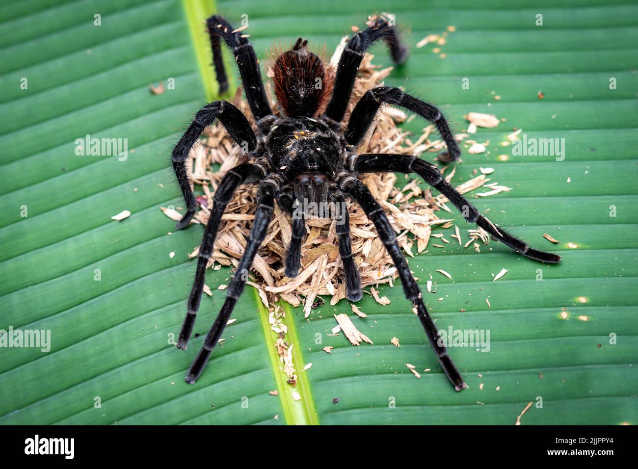 La tarantola del birdeater Goliath (Theraphosa blondi) nell'Amazzonia ...