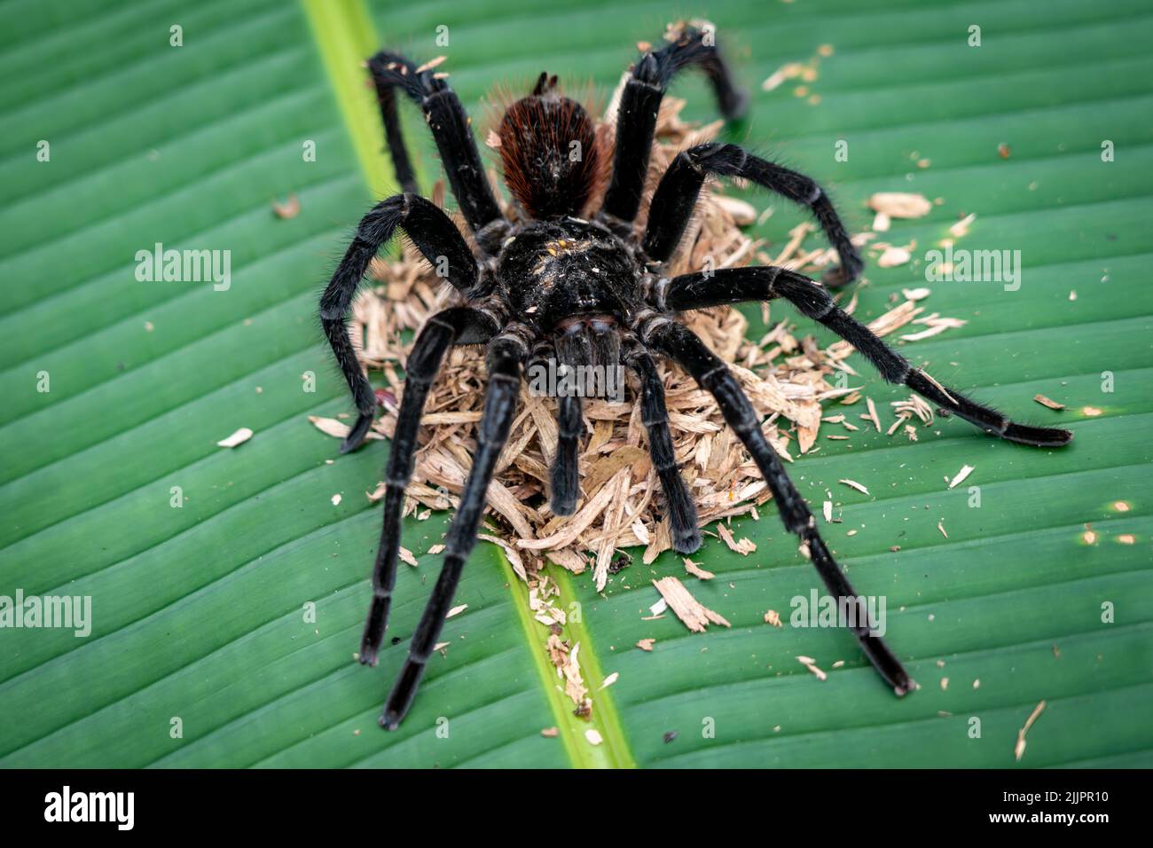 La tarantola del birdeater Goliath (Theraphosa blondi) nell'Amazzonia ...