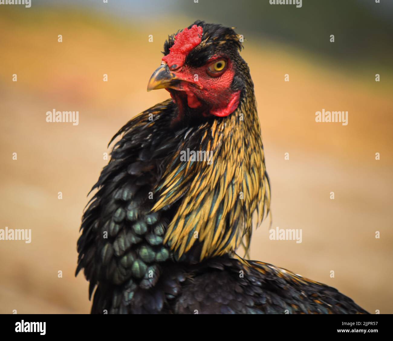 Gallina di pollo nero immagini e fotografie stock ad alta risoluzione ...