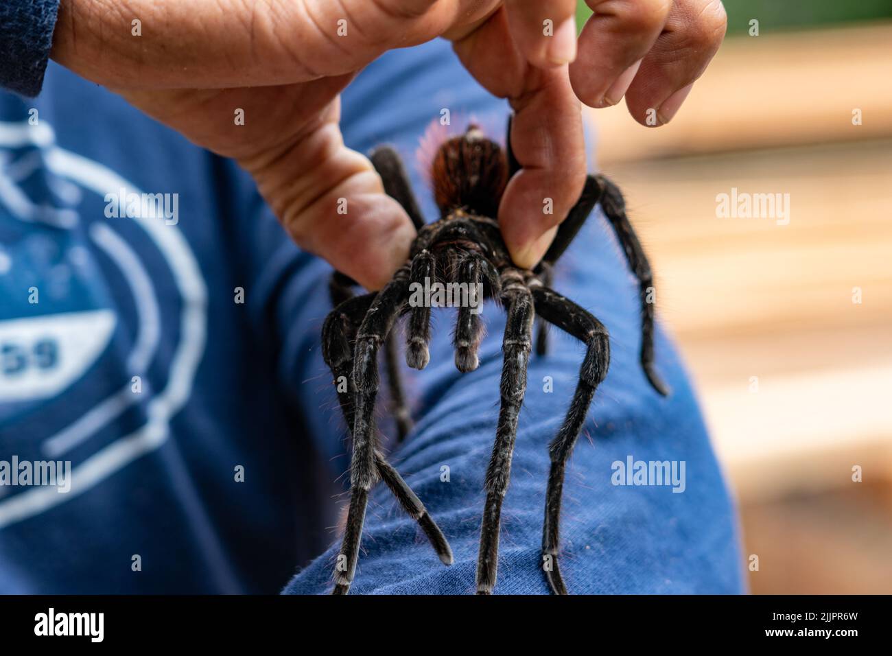 Goliath birdeater tarantula theraphosa blondi immagini e fotografie ...