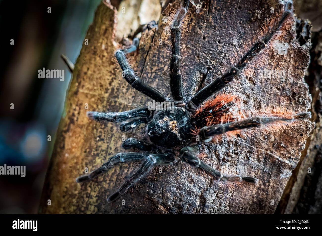 La tarantola del birdeater Goliath (Theraphosa blondi) nell'Amazzonia ...