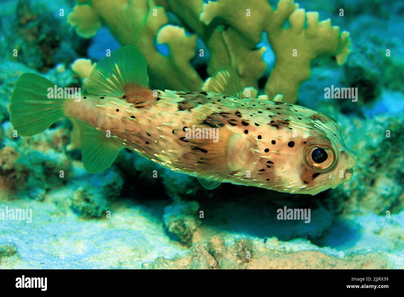 Pesci istrici immagini e fotografie stock ad alta risoluzione - Alamy