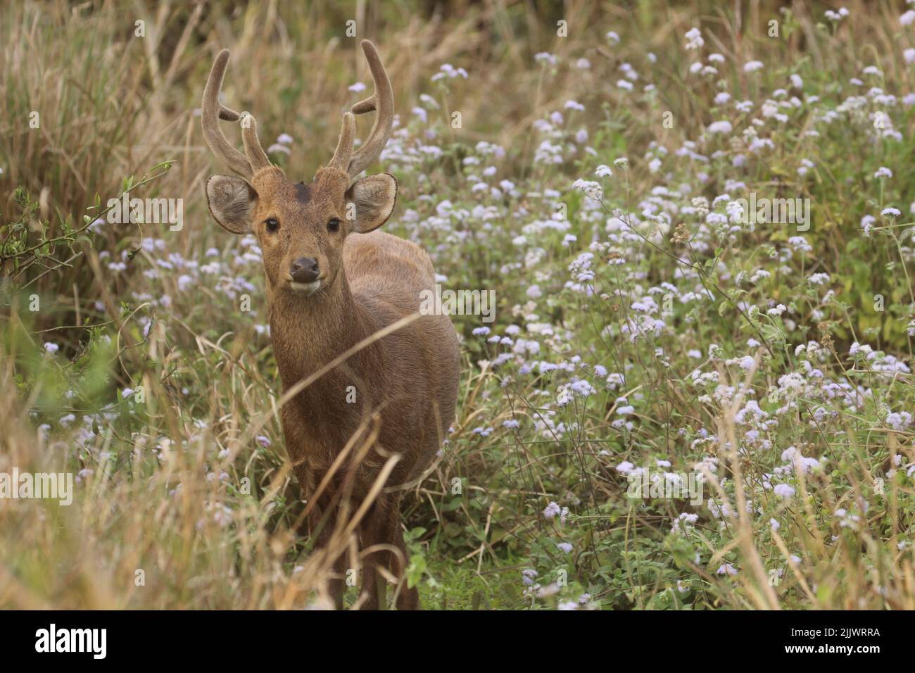 Foresta di kaziranga immagini e fotografie stock ad alta risoluzione ...