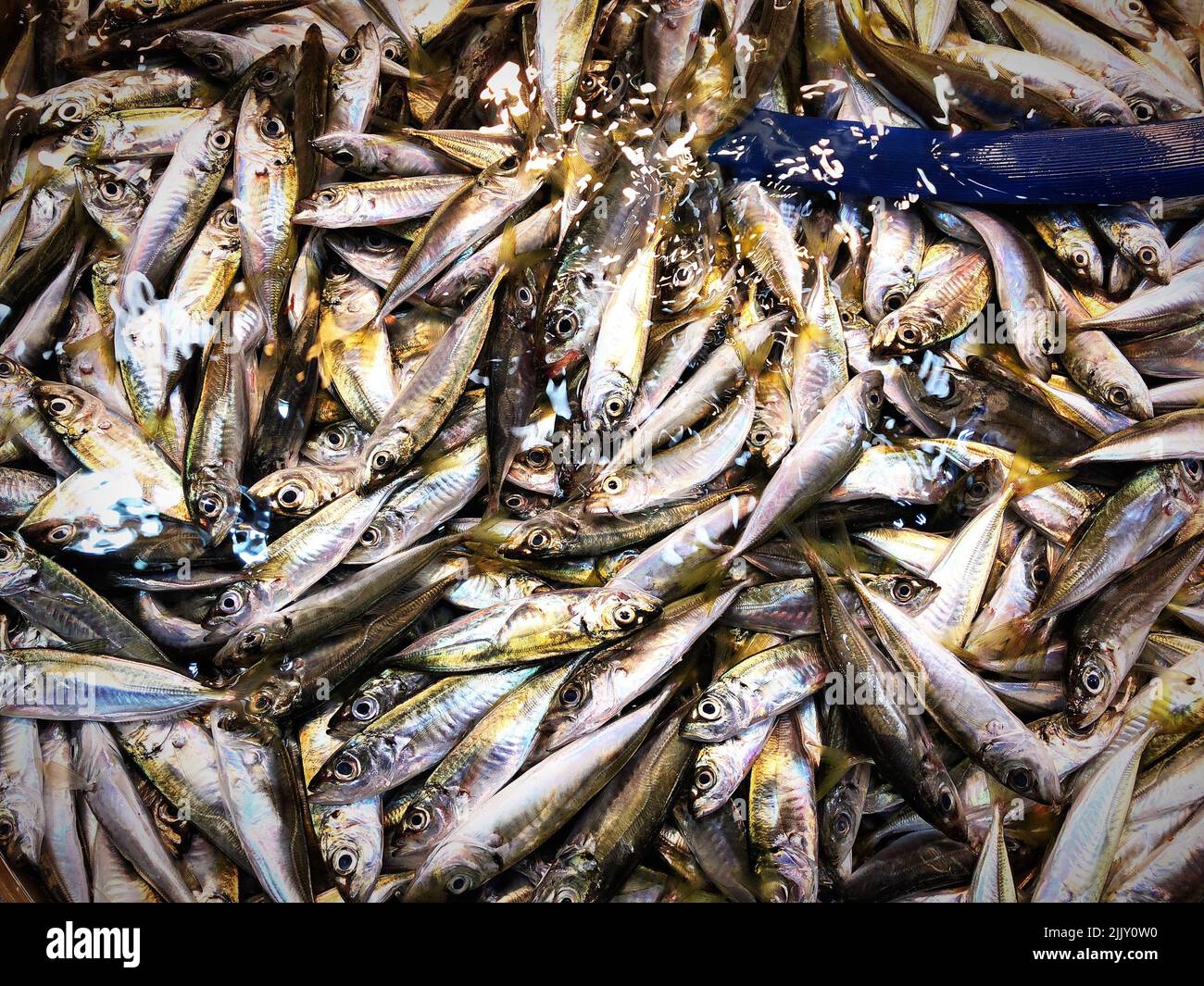 Pile of sardines immagini e fotografie stock ad alta risoluzione - Alamy