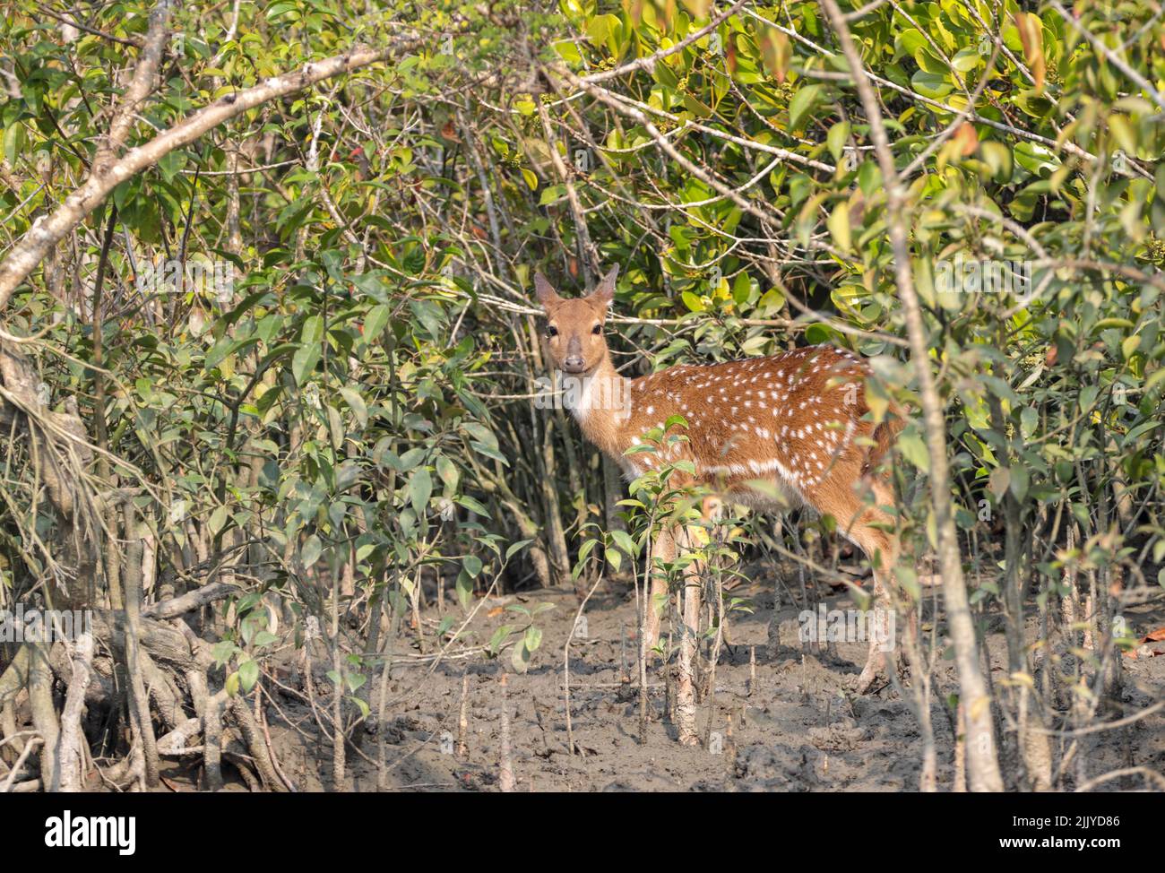 Fauna de sundarbans immagini e fotografie stock ad alta risoluzione - Alamy