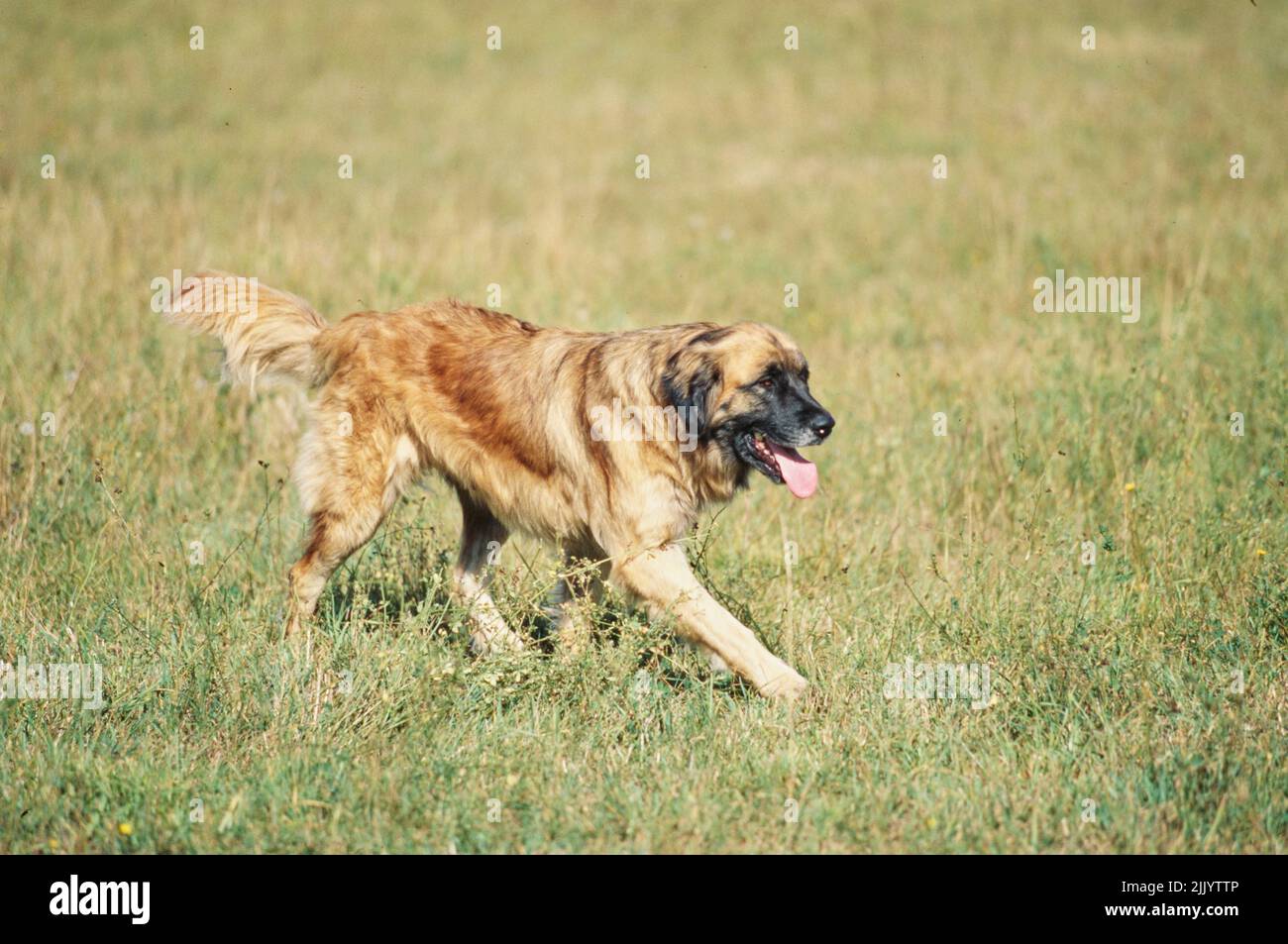 Leonberger dog immagini e fotografie stock ad alta risoluzione - Alamy