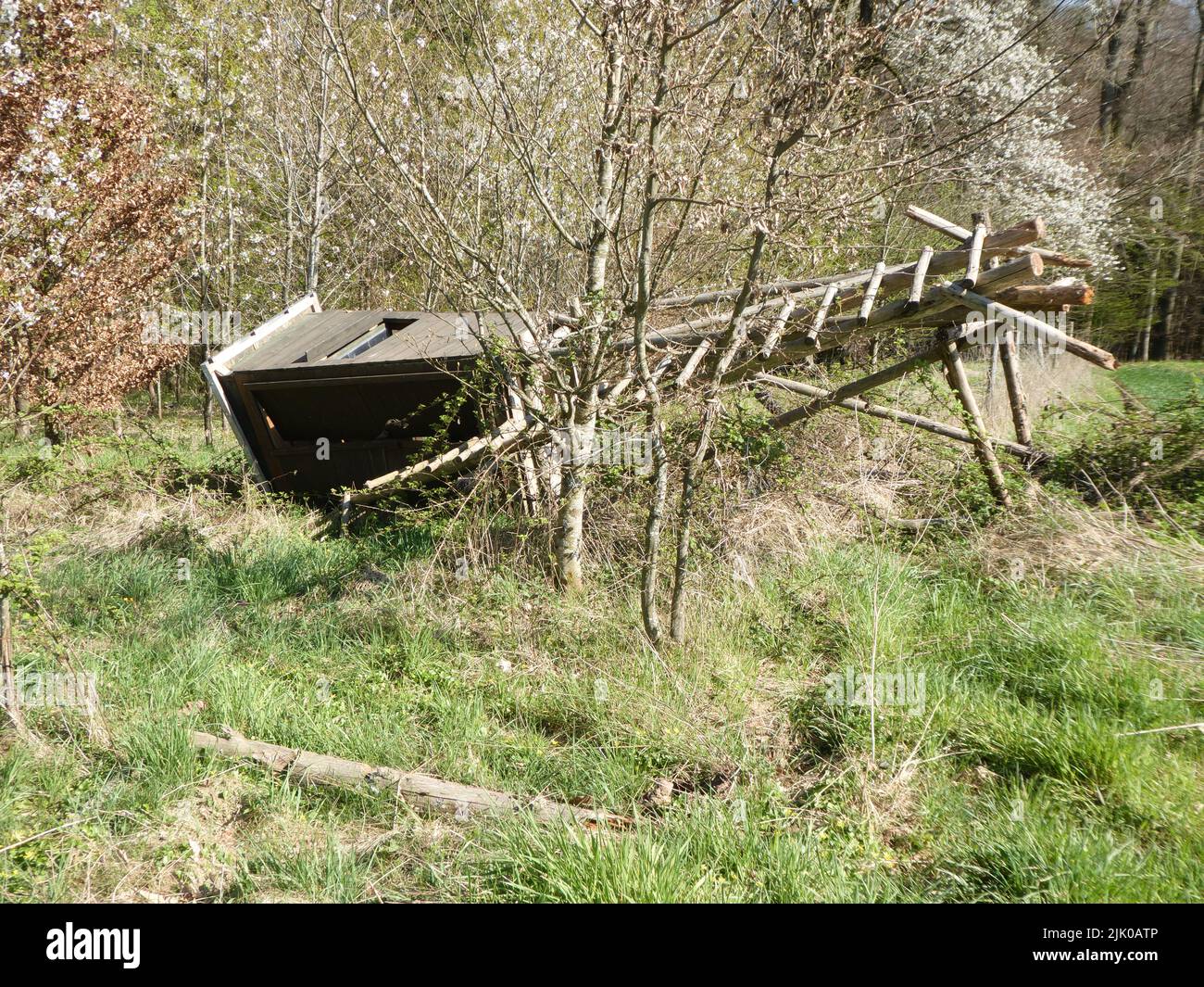 Cervo in legno immagini e fotografie stock ad alta risoluzione - Alamy