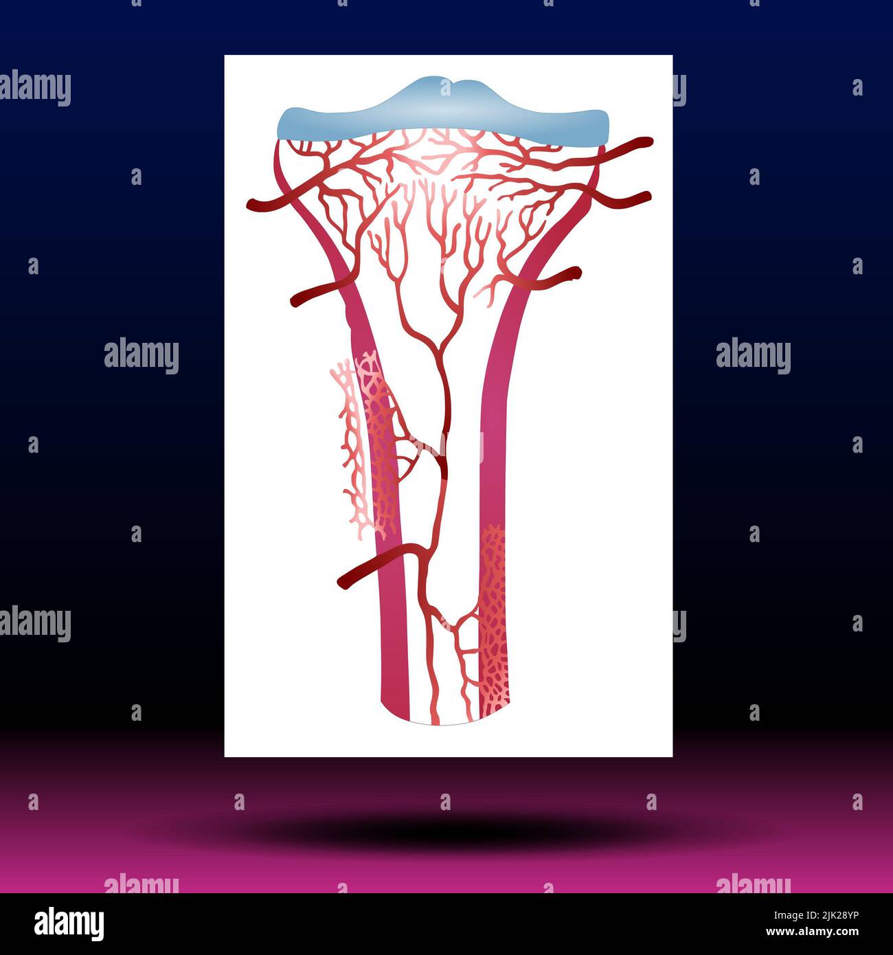 Articolazioni corpo umano immagini e fotografie stock ad alta ...