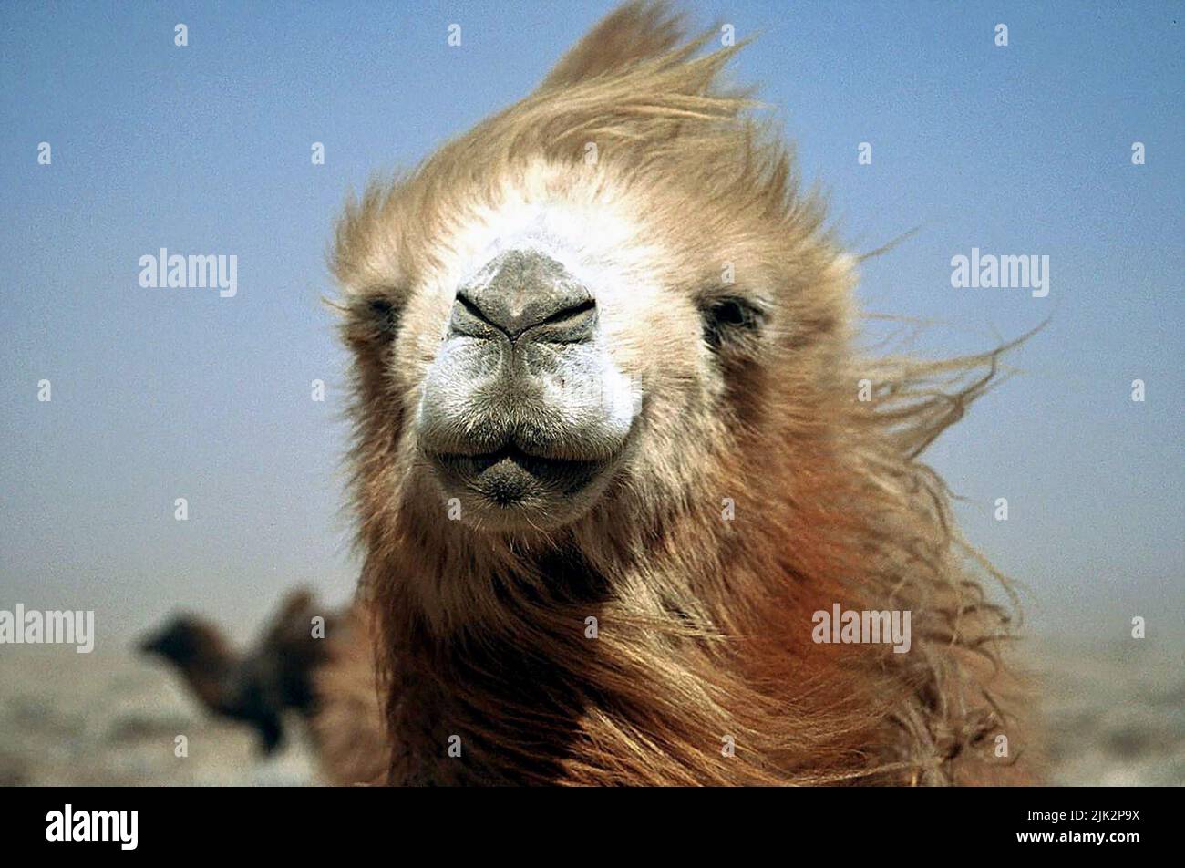 Storia del cammello immagini e fotografie stock ad alta risoluzione - Alamy